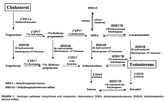 Steroidogenesis - diagrams of hormone pathways - Lab Tests ...