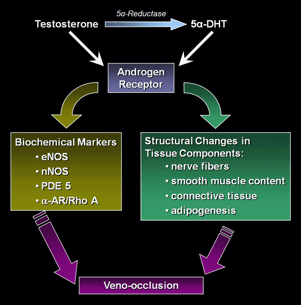 Our problem is the Androgen Receptor? - General Discussion ...